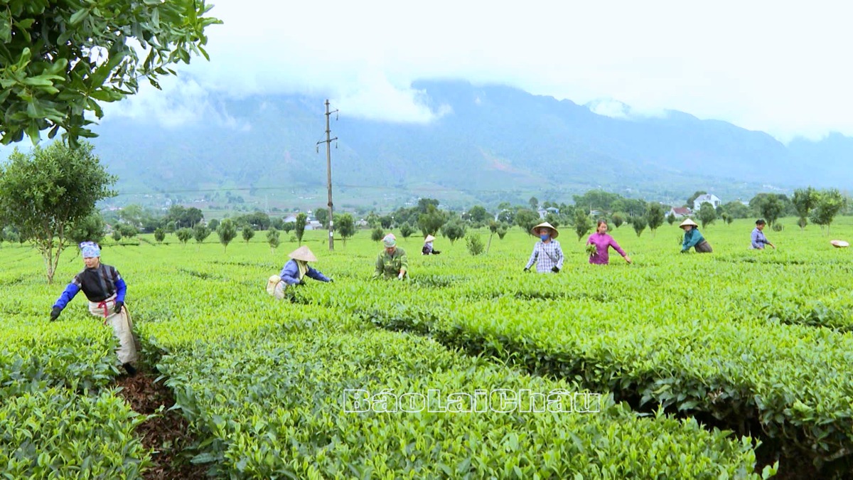 Khẳng định thương hiệu chè Lai Châu | Báo Lai Châu điện tử